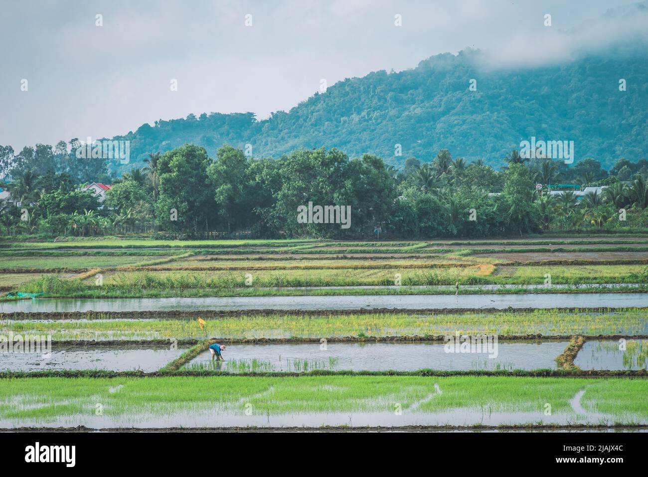 Aerial view of fresh green and yellow rice fields and palmyra trees in ...