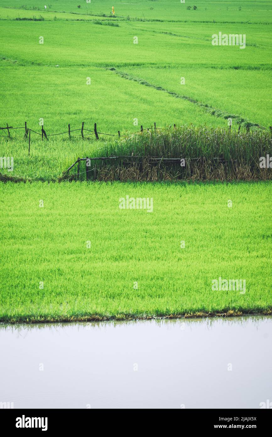 Aerial view of fresh green and yellow rice fields and palmyra trees in ...
