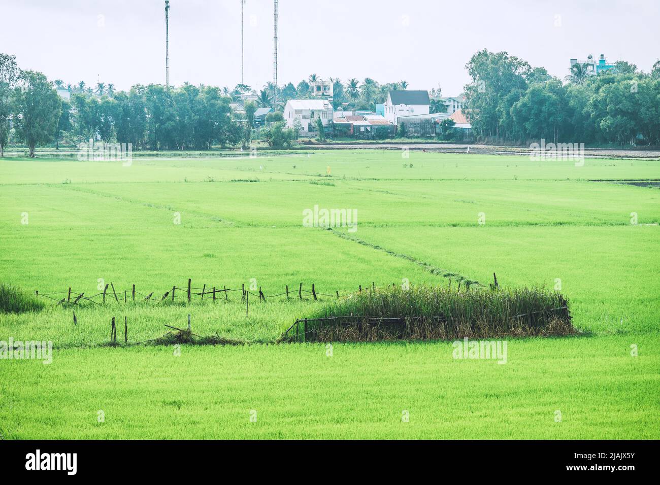 Aerial view of fresh green and yellow rice fields and palmyra trees in ...
