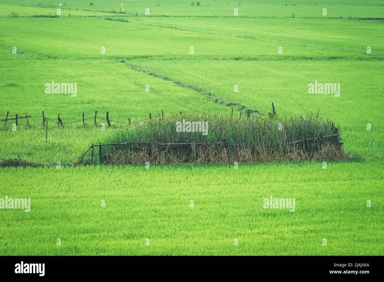 Aerial view of fresh green and yellow rice fields and palmyra trees in ...
