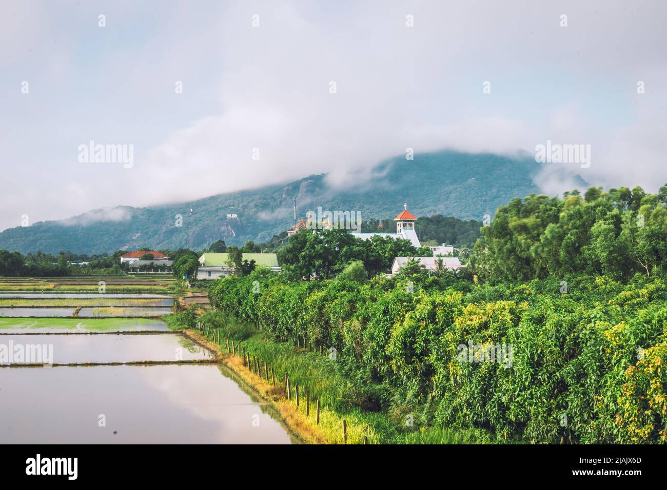 Aerial view of fresh green and yellow rice fields and palmyra trees in ...