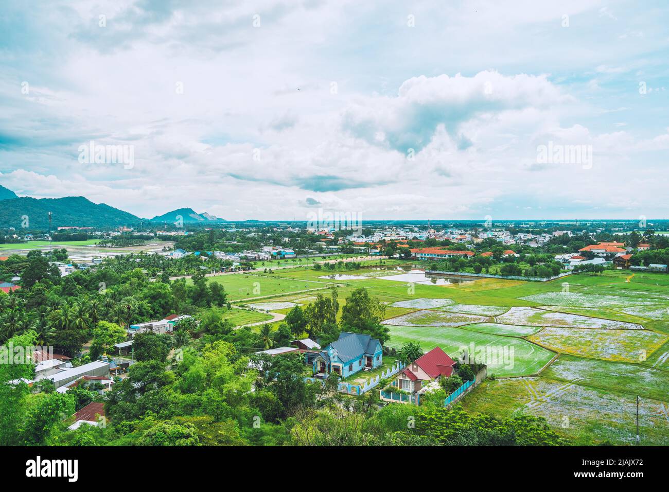 Aerial view of fresh green and yellow rice fields and palmyra trees in ...