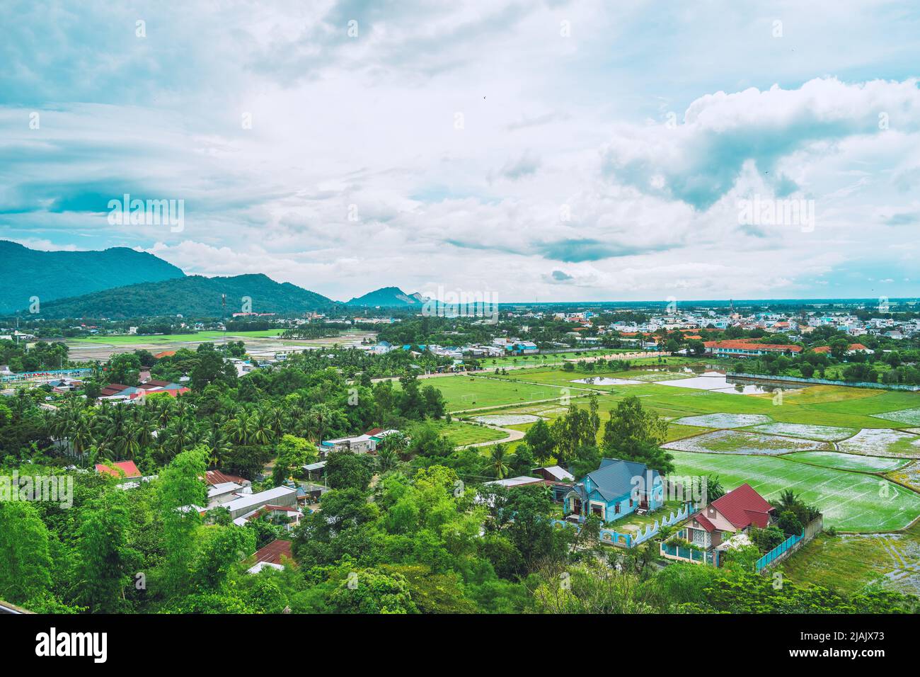 Aerial view of fresh green and yellow rice fields and palmyra trees in ...