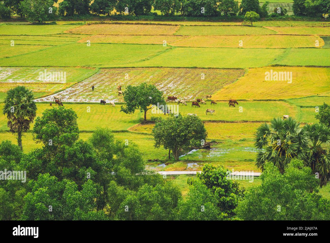 Aerial view of fresh green and yellow rice fields and palmyra trees in ...