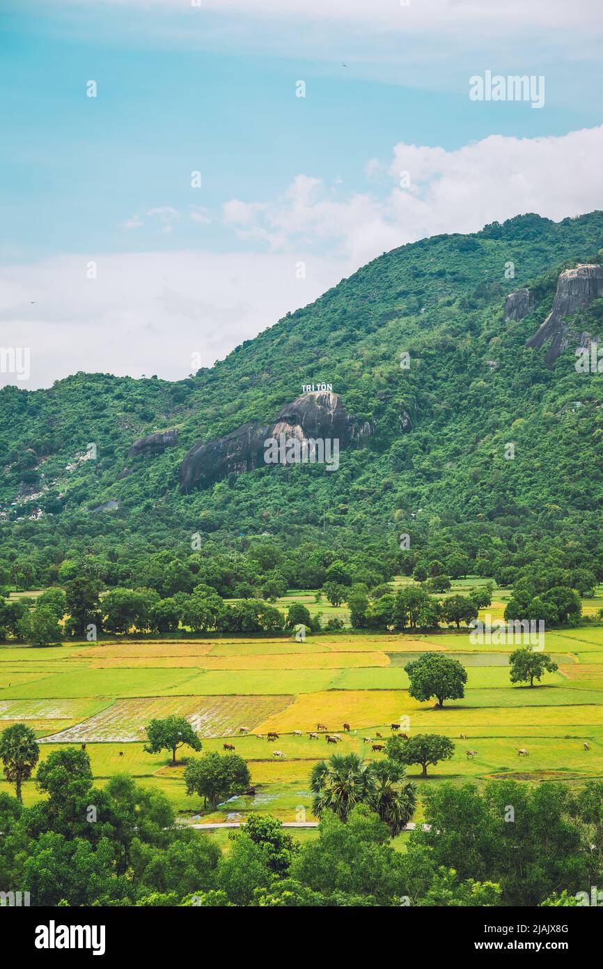Aerial view of fresh green and yellow rice fields and palmyra trees in ...
