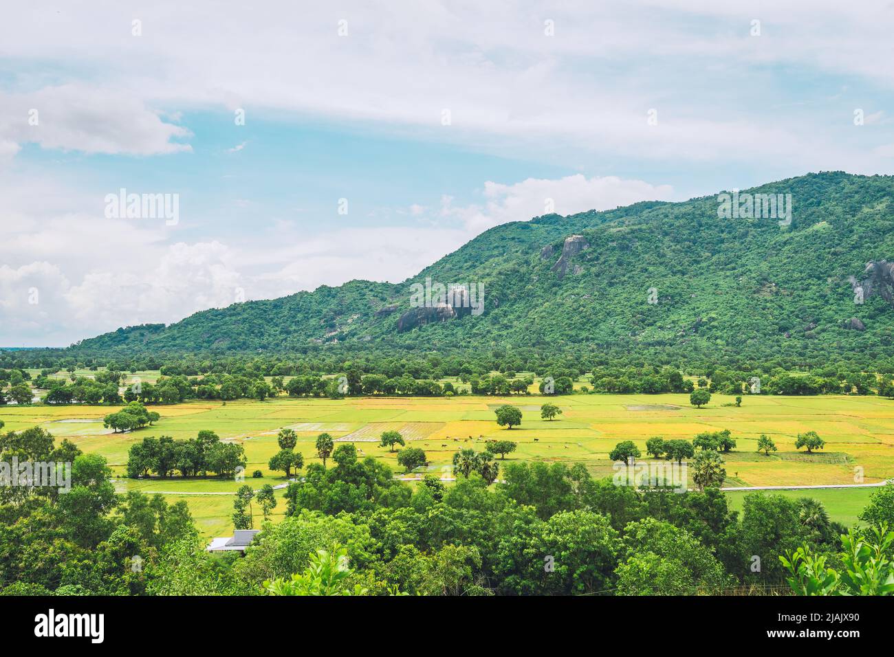 Aerial view of fresh green and yellow rice fields and palmyra trees in ...