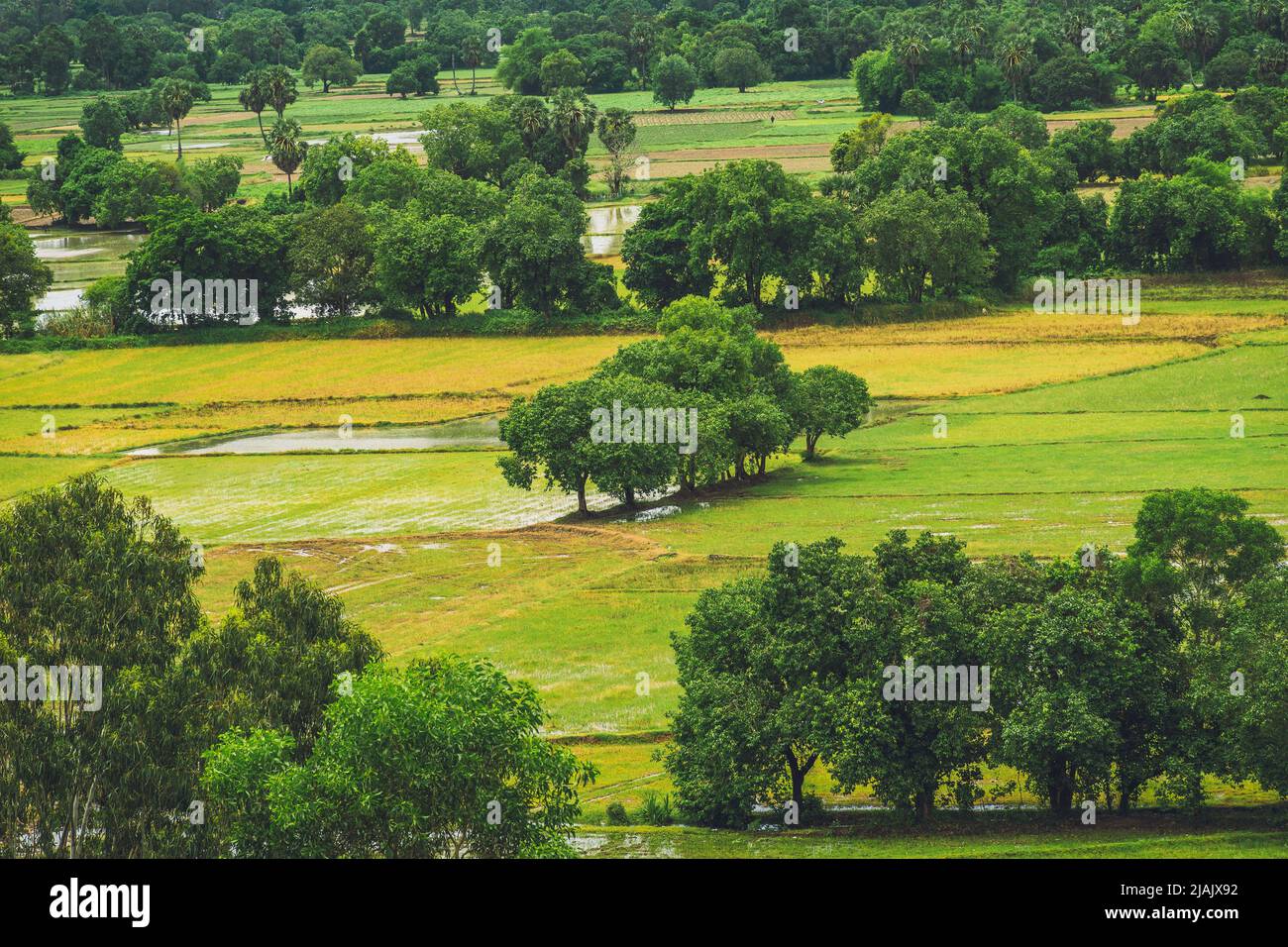 Aerial view of fresh green and yellow rice fields and palmyra trees in ...