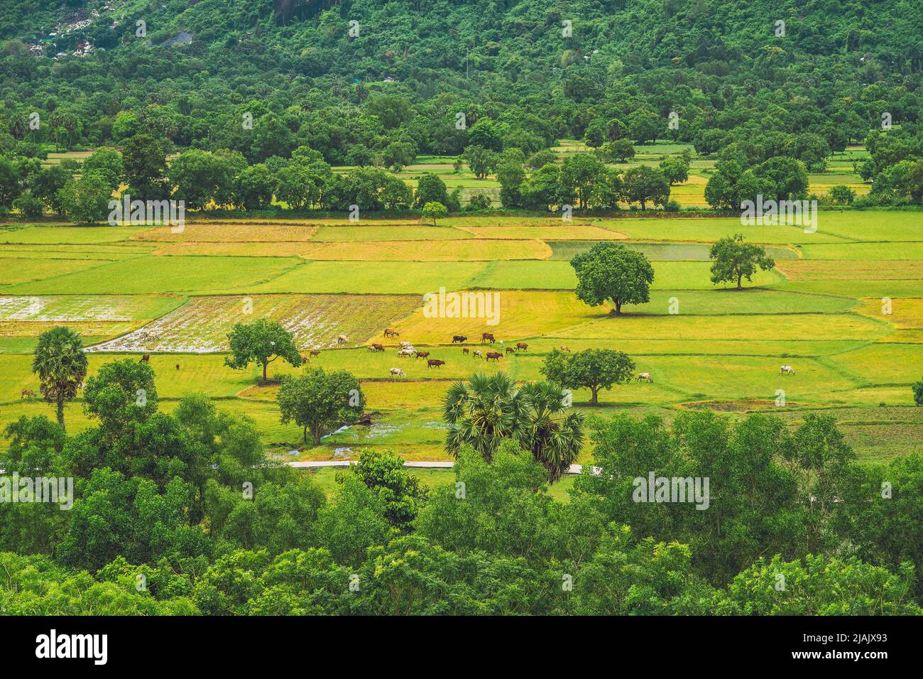 Aerial view of fresh green and yellow rice fields and palmyra trees in ...
