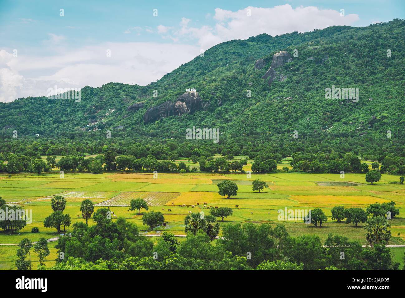 Aerial view of fresh green and yellow rice fields and palmyra trees in ...