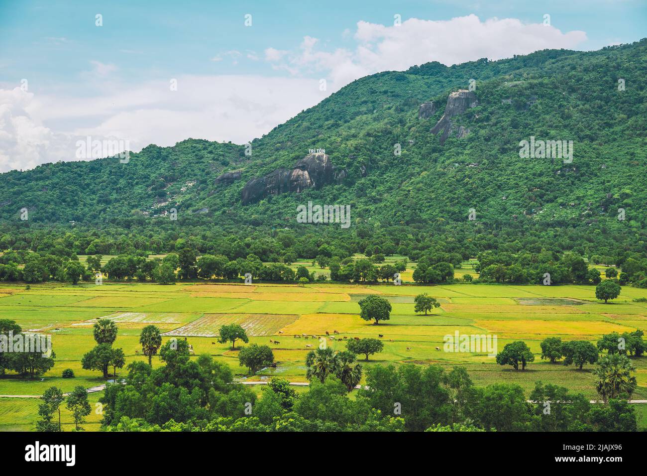 Aerial view of fresh green and yellow rice fields and palmyra trees in ...