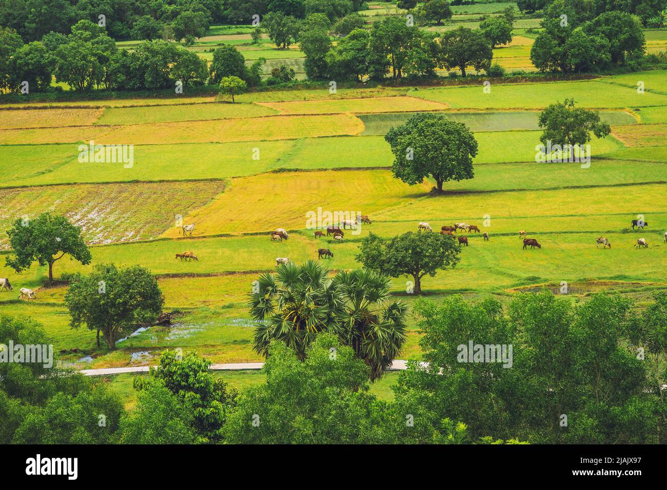 Aerial view of fresh green and yellow rice fields and palmyra trees in ...