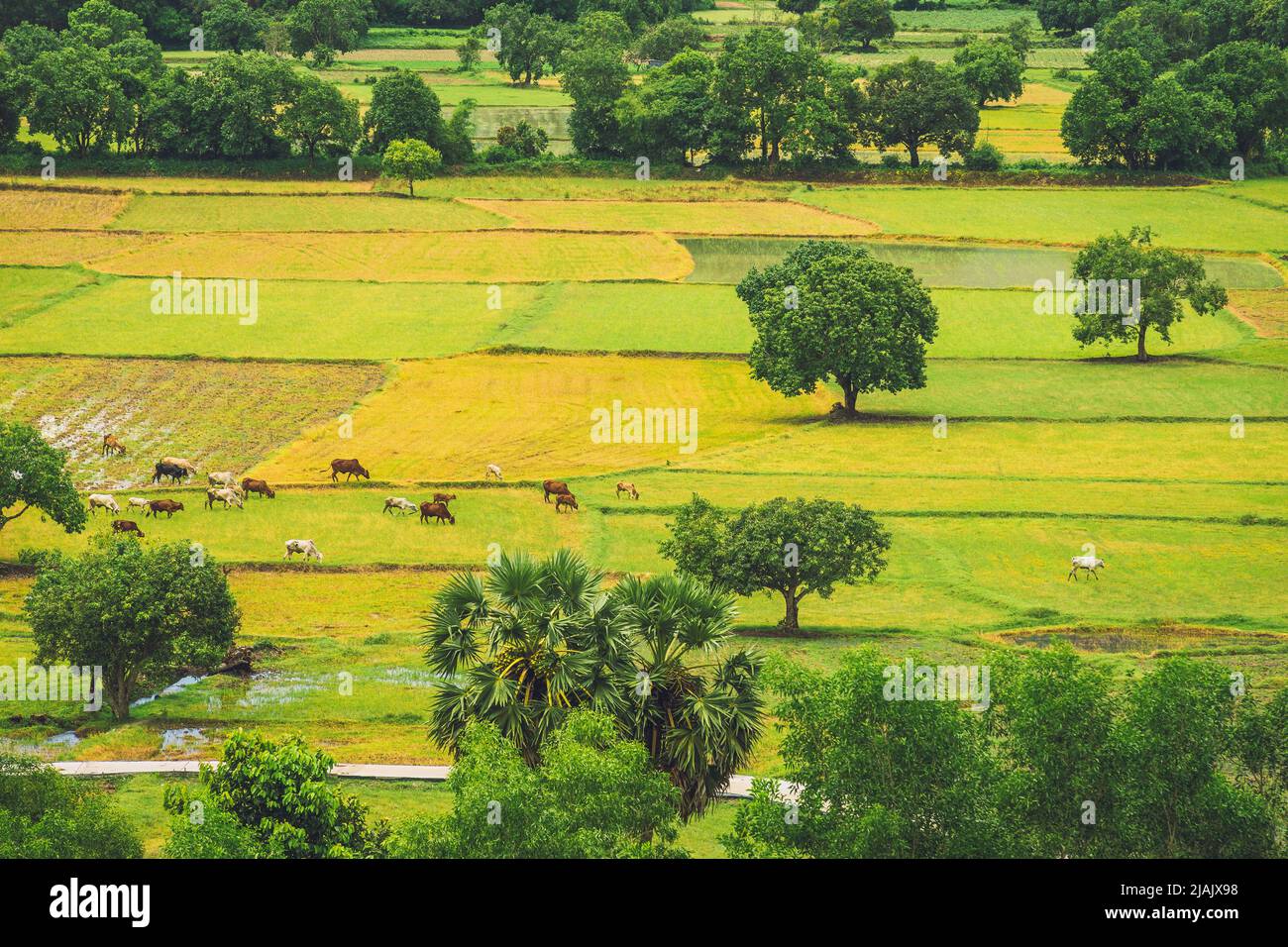Aerial view of fresh green and yellow rice fields and palmyra trees in ...