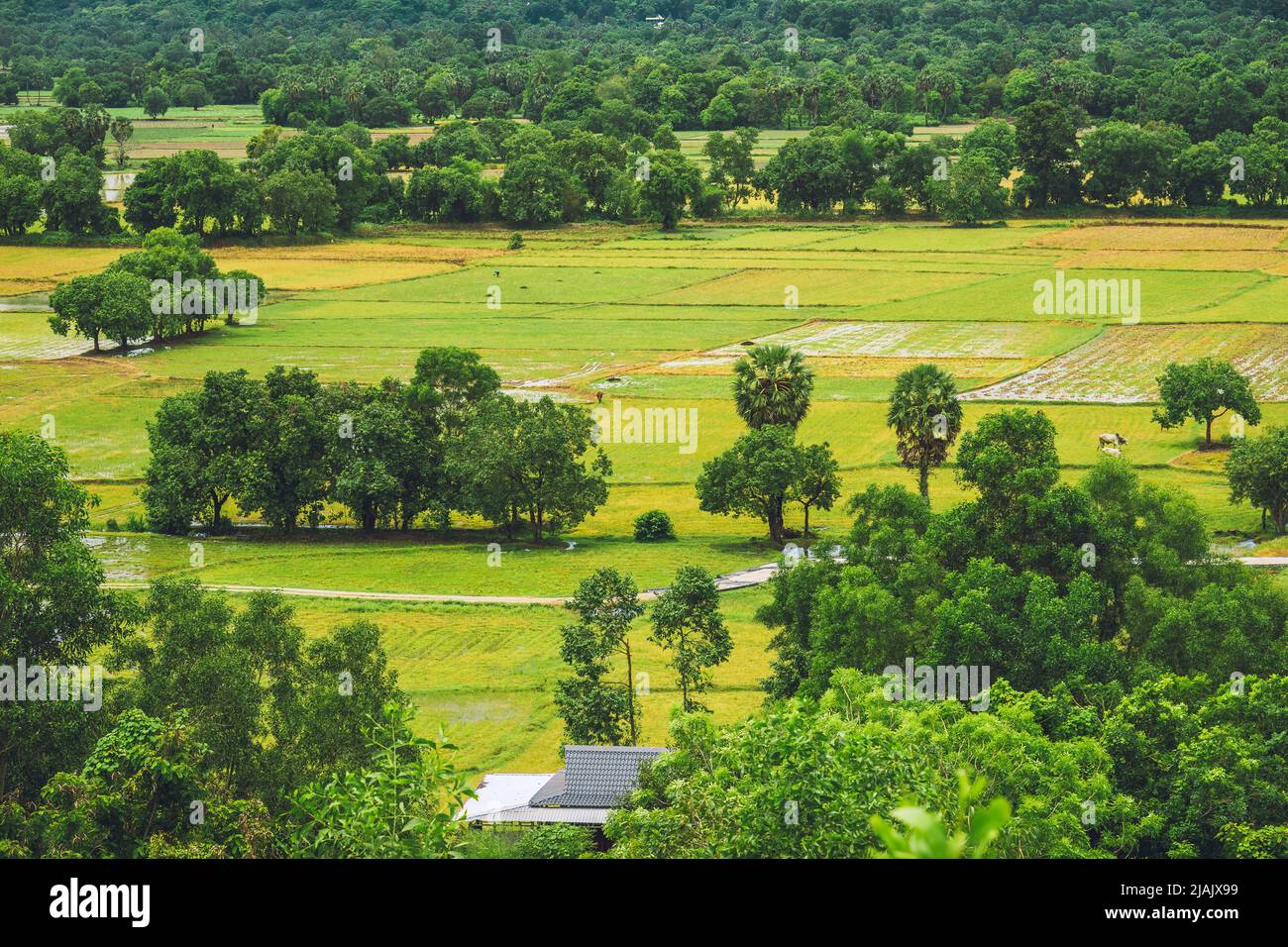 Aerial view of fresh green and yellow rice fields and palmyra trees in ...