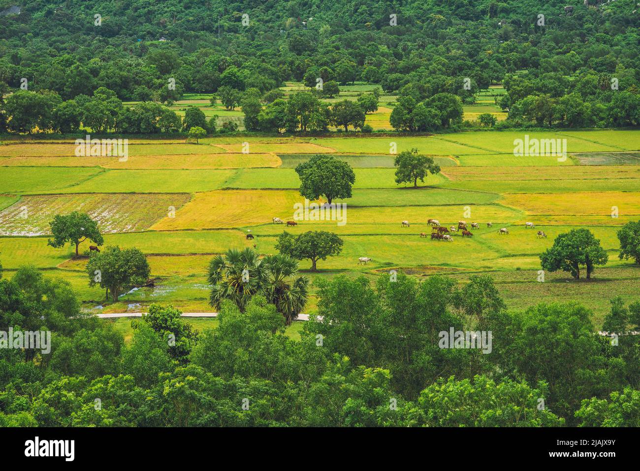 Aerial view of fresh green and yellow rice fields and palmyra trees in ...