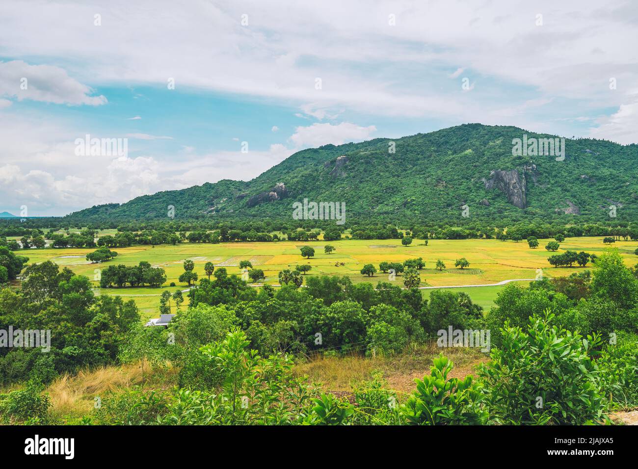 Aerial view of fresh green and yellow rice fields and palmyra trees in ...