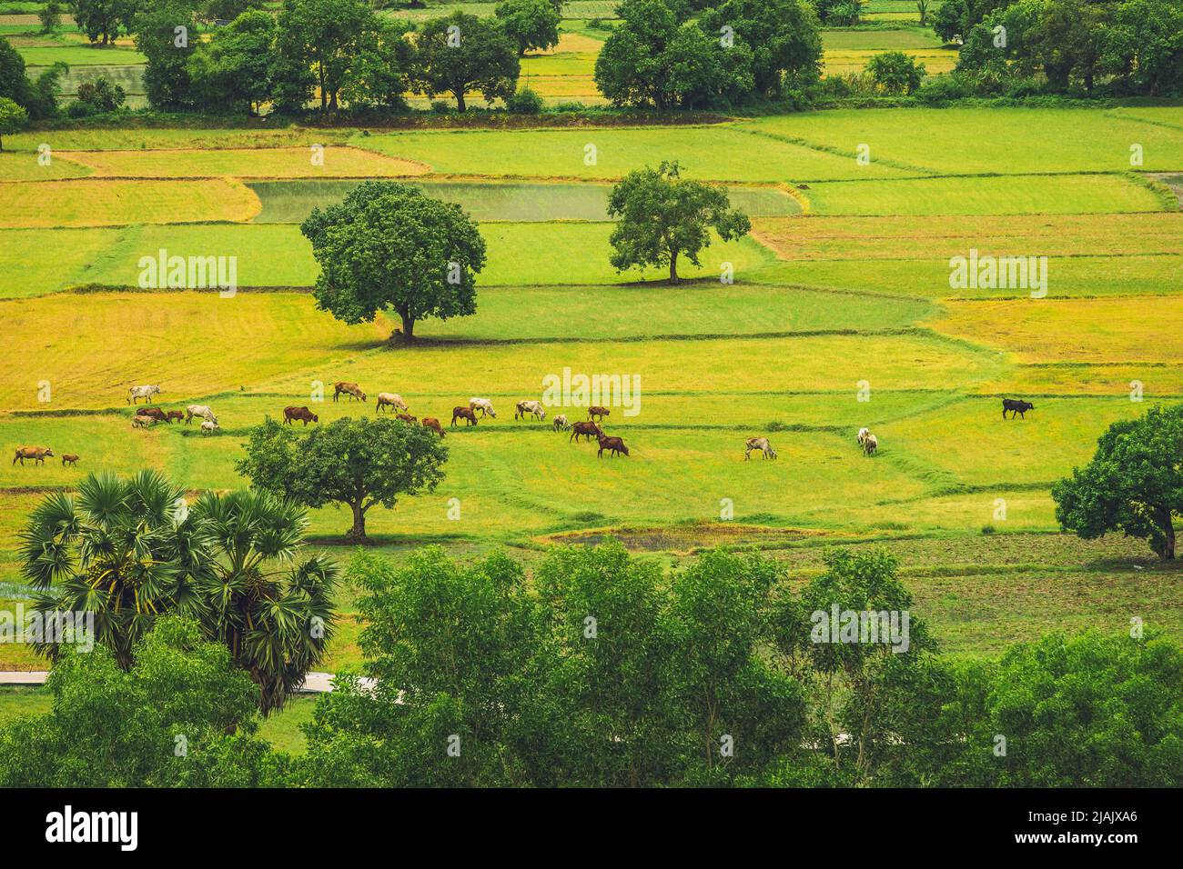 Aerial view of fresh green and yellow rice fields and palmyra trees in ...