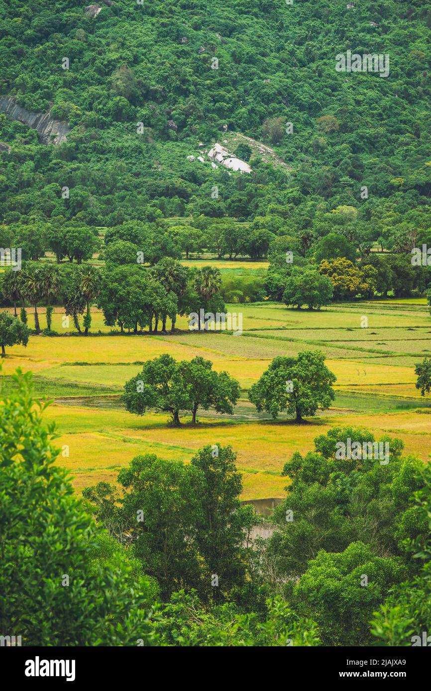Aerial view of fresh green and yellow rice fields and palmyra trees in ...