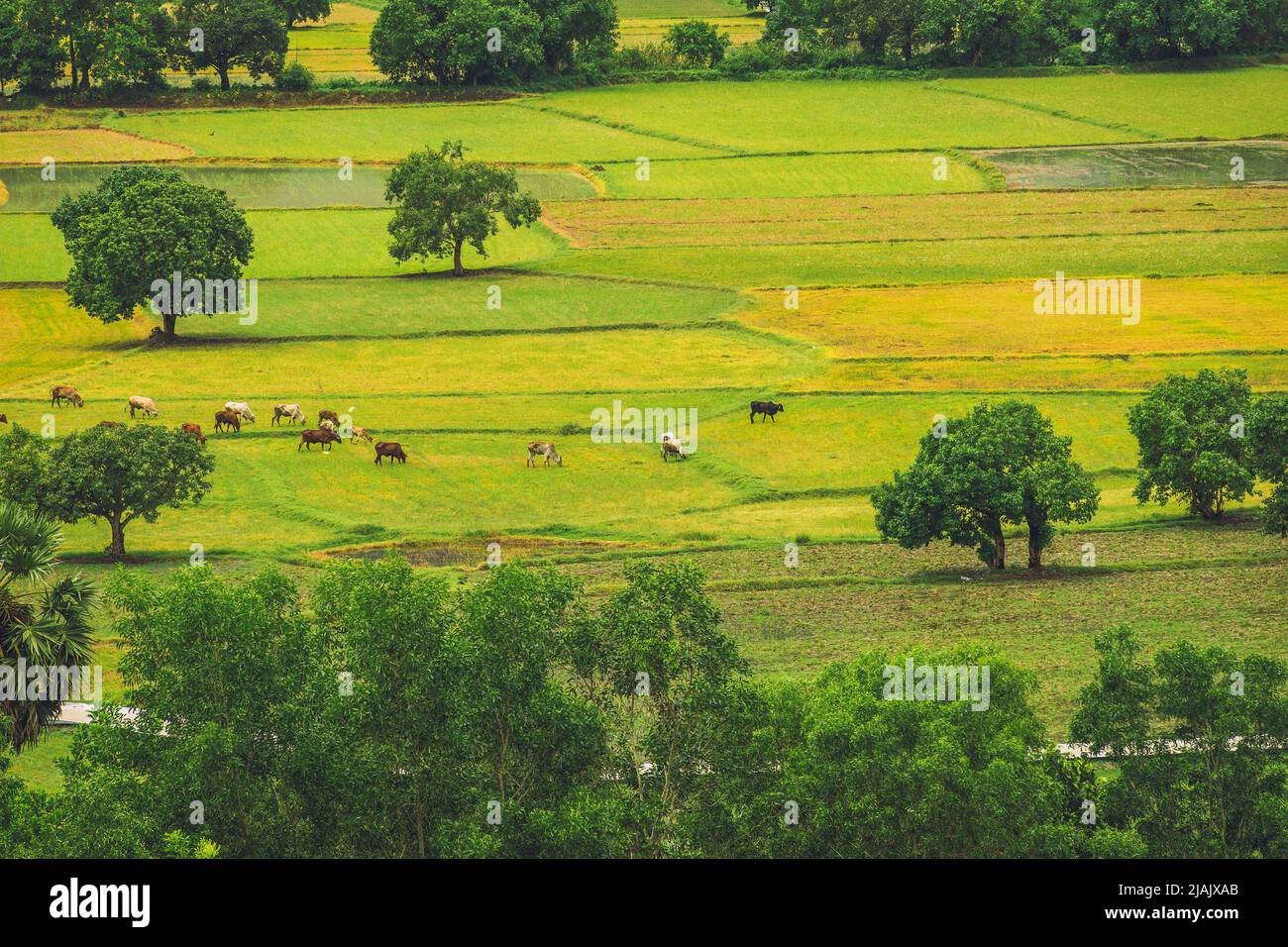 Aerial view of fresh green and yellow rice fields and palmyra trees in ...