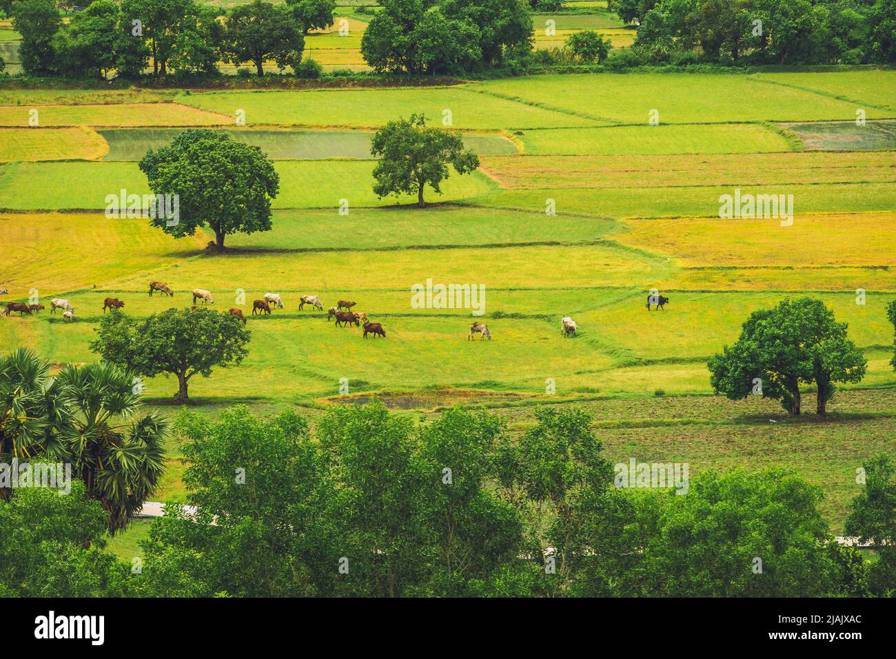 Aerial view of fresh green and yellow rice fields and palmyra trees in ...
