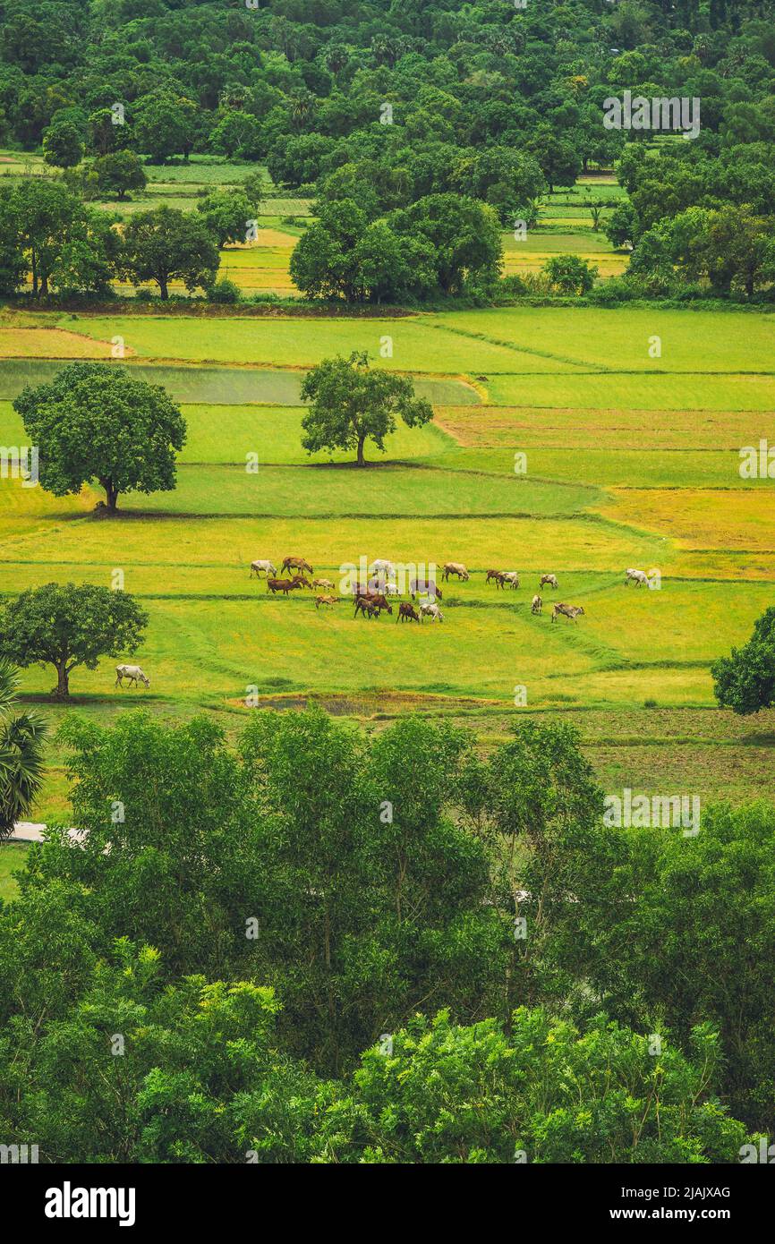 Aerial view of fresh green and yellow rice fields and palmyra trees in ...