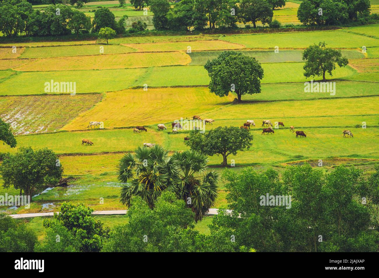 Aerial view of fresh green and yellow rice fields and palmyra trees in ...