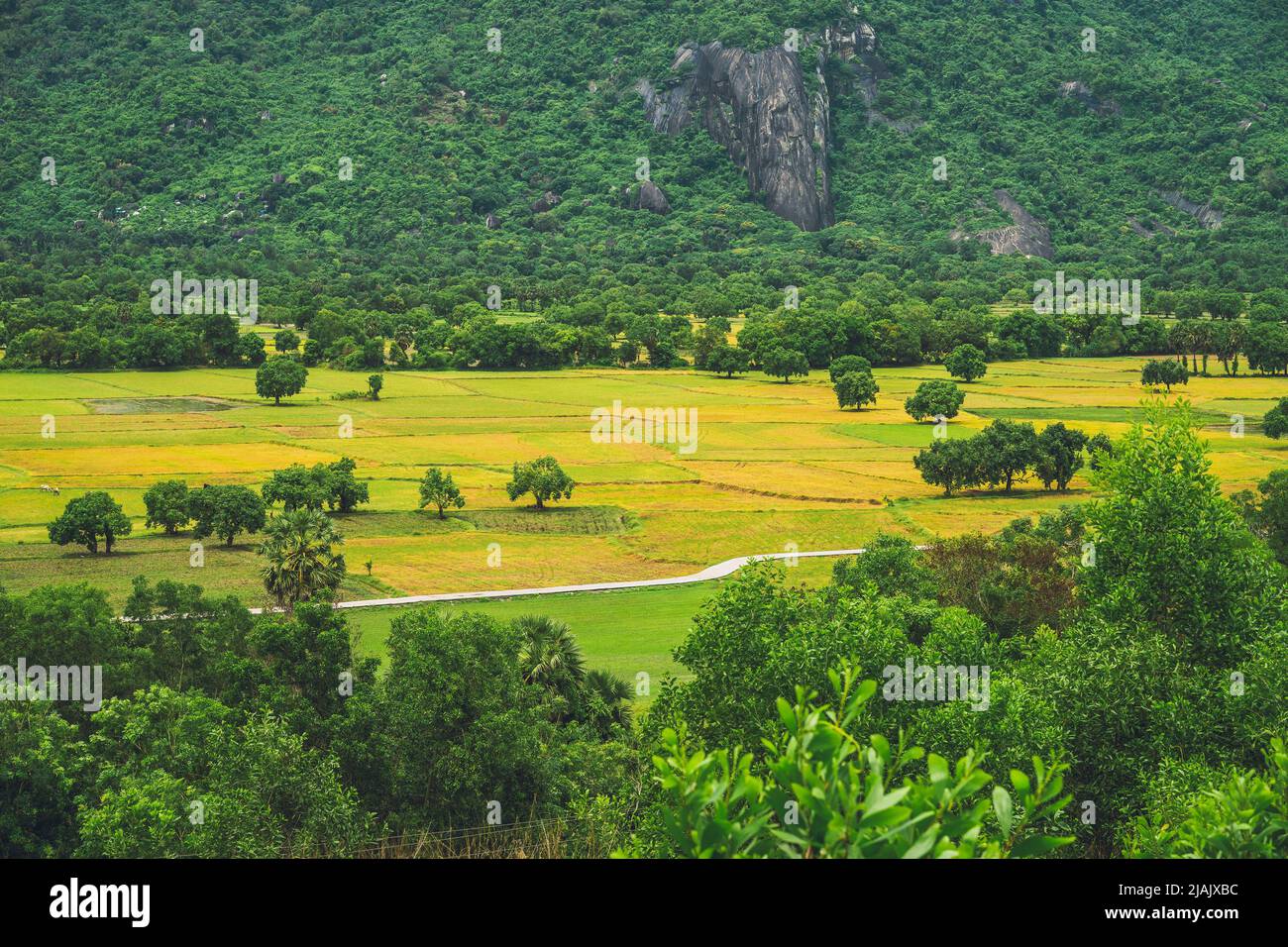 Aerial view of fresh green and yellow rice fields and palmyra trees in ...