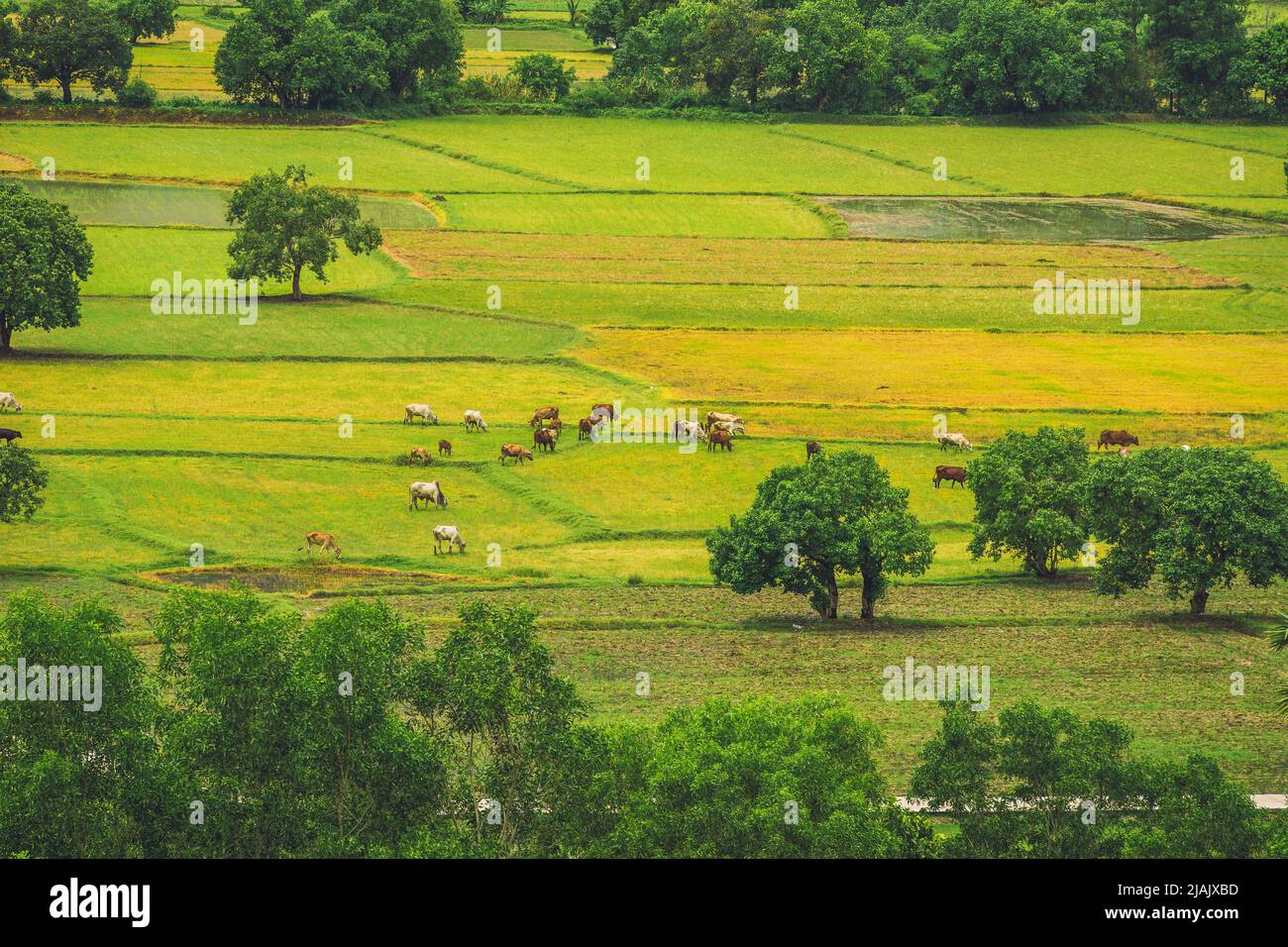 Aerial view of fresh green and yellow rice fields and palmyra trees in ...