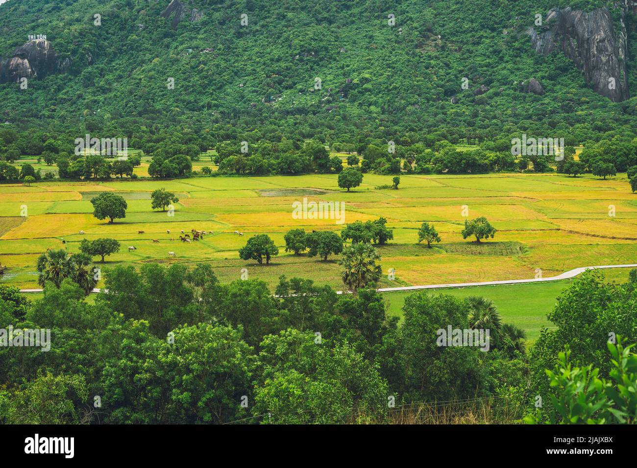 Aerial view of fresh green and yellow rice fields and palmyra trees in ...