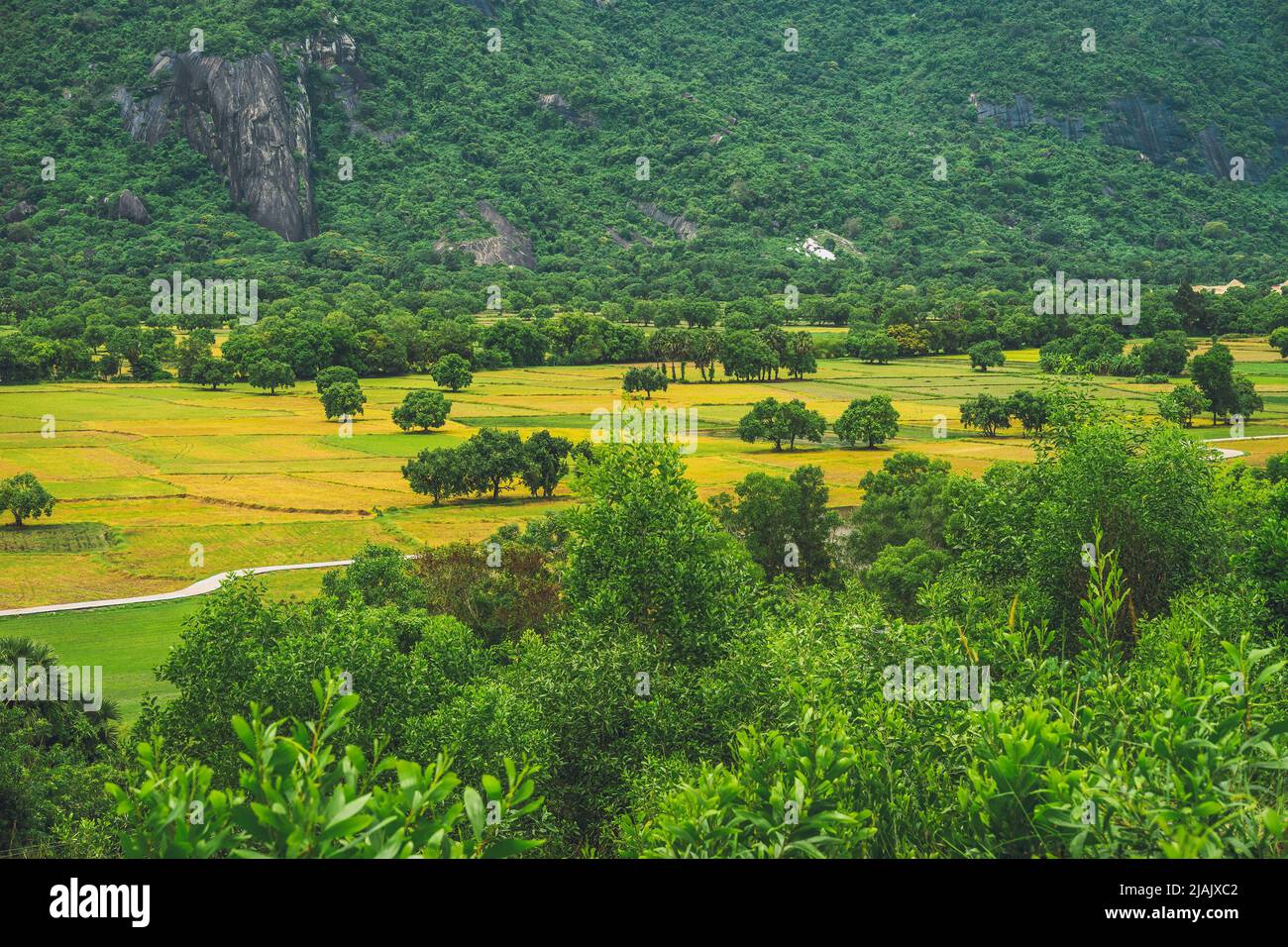 Aerial view of fresh green and yellow rice fields and palmyra trees in ...