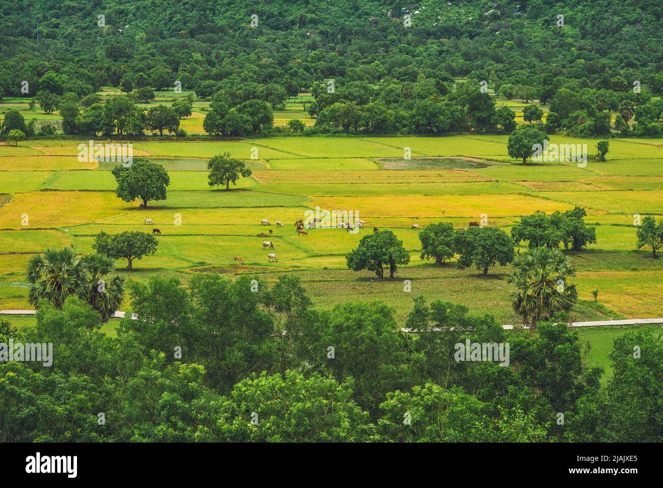 Aerial view of fresh green and yellow rice fields and palmyra trees in ...