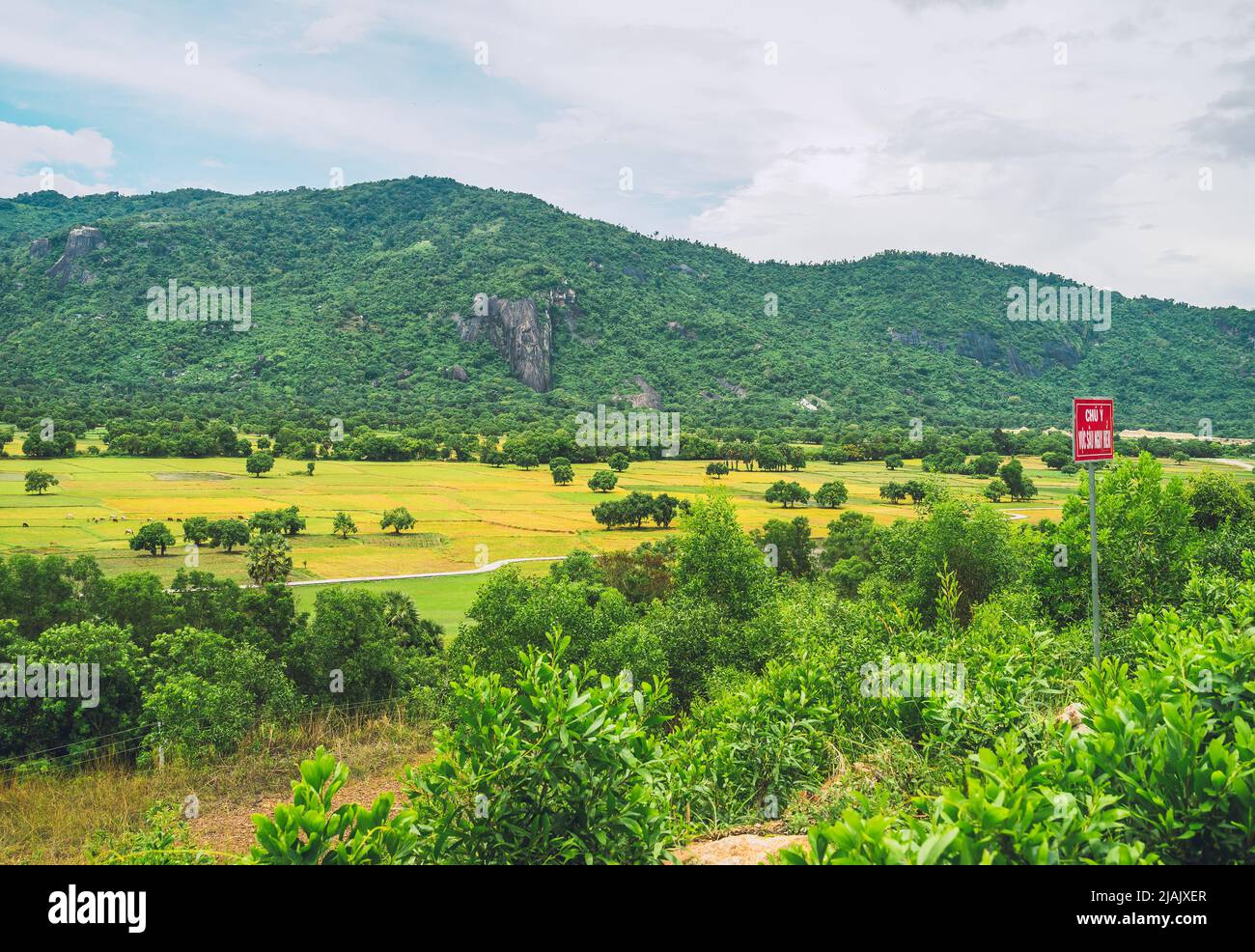 Aerial view of fresh green and yellow rice fields and palmyra trees in ...