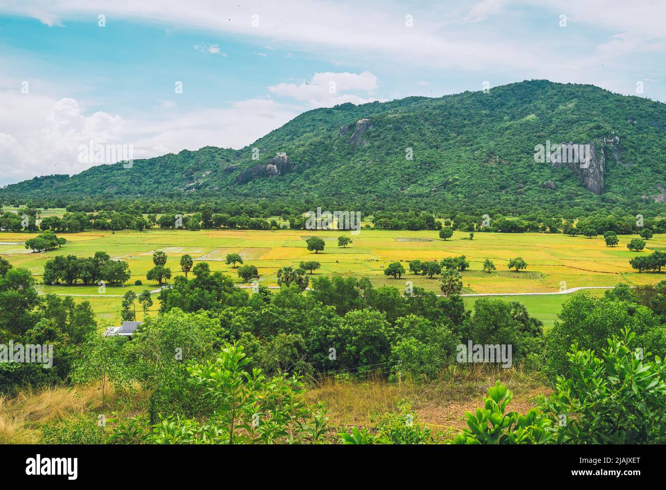 Aerial view of fresh green and yellow rice fields and palmyra trees in ...