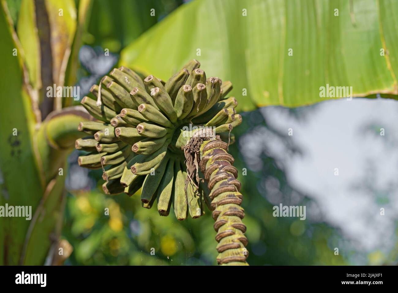 Bananas on tree hi-res stock photography and images - Alamy