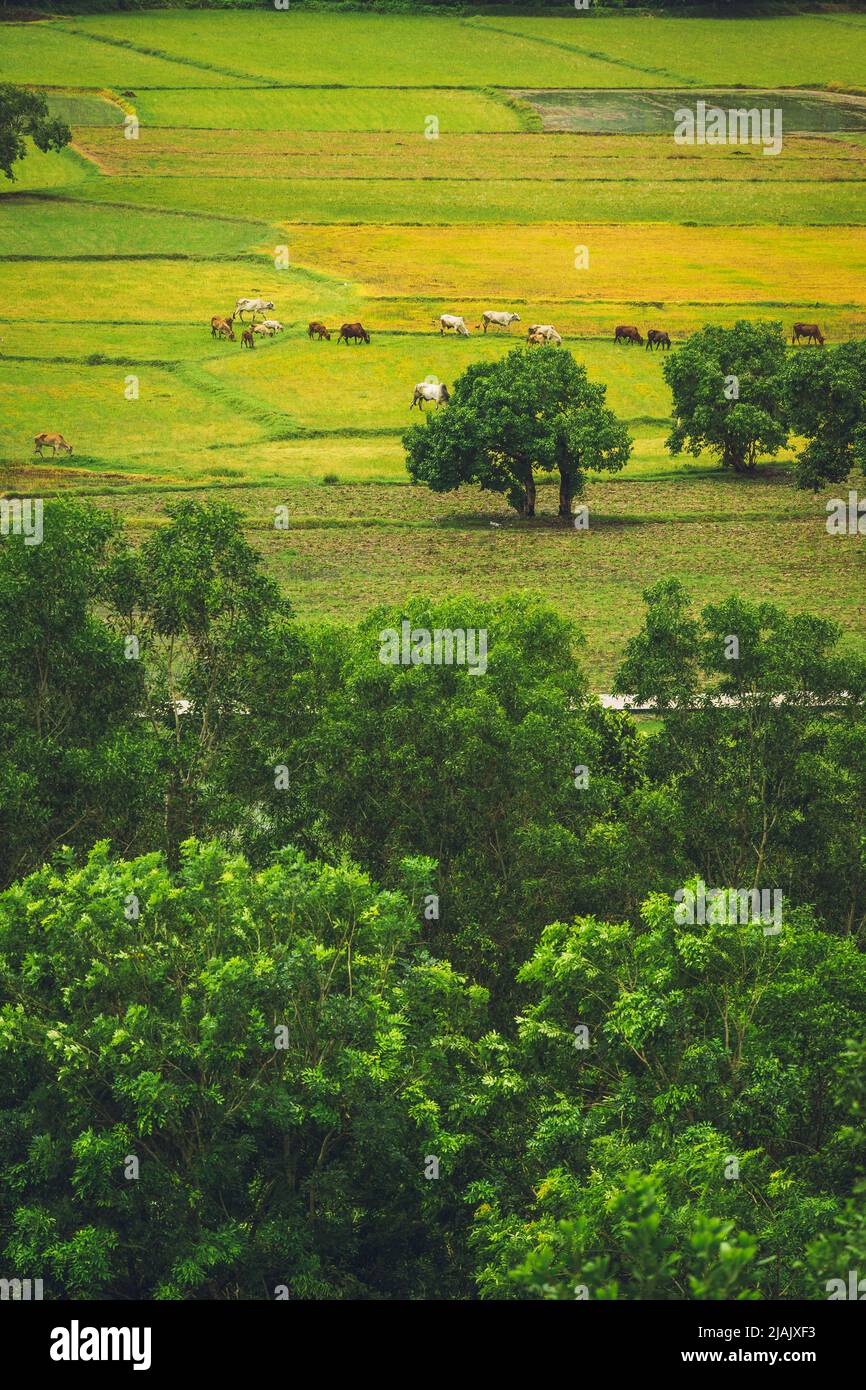 Aerial view of fresh green and yellow rice fields and palmyra trees in ...