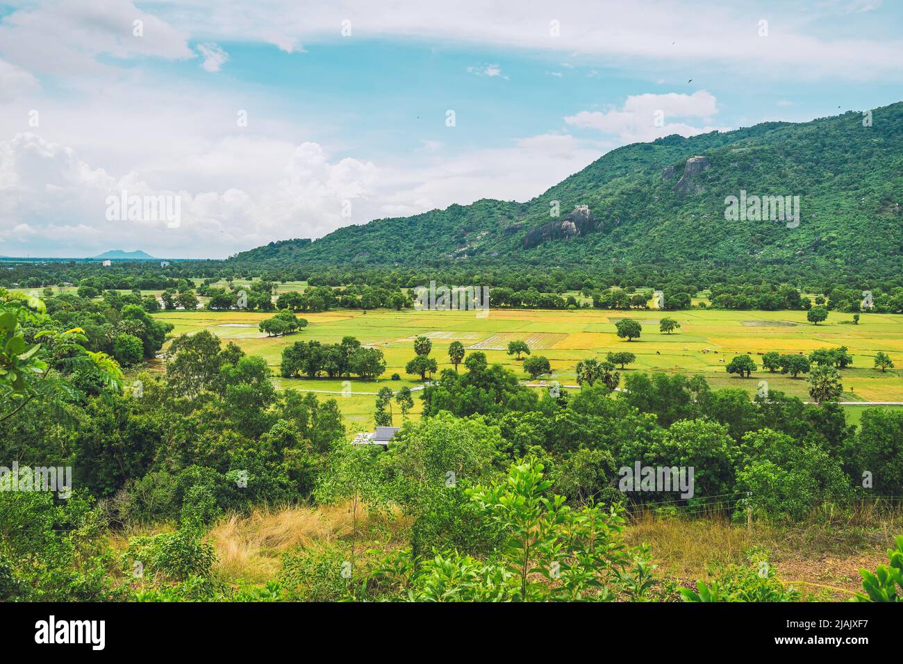 Aerial view of fresh green and yellow rice fields and palmyra trees in ...