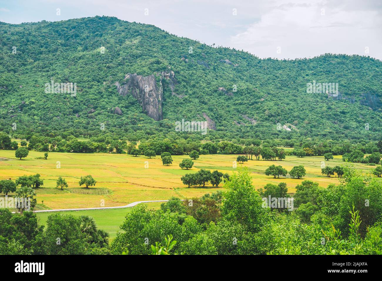 Aerial view of fresh green and yellow rice fields and palmyra trees in ...