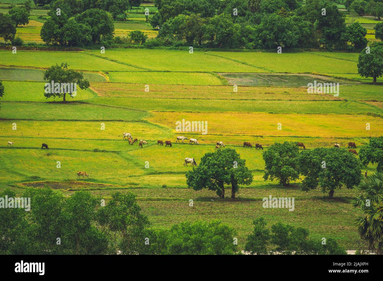 Aerial view of fresh green and yellow rice fields and palmyra trees in ...