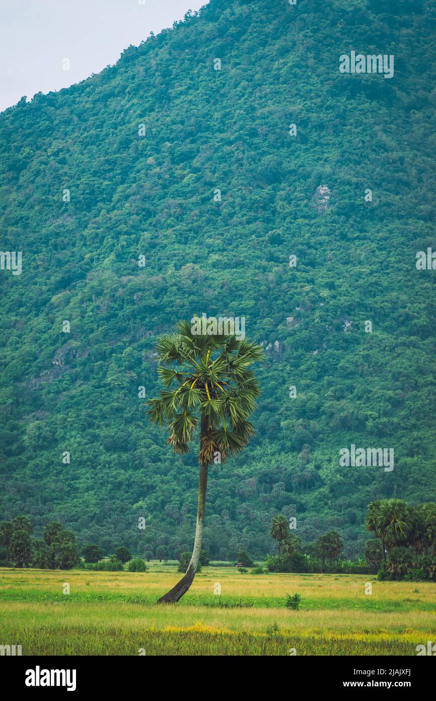 Aerial view of fresh green and yellow rice fields and palmyra trees in ...