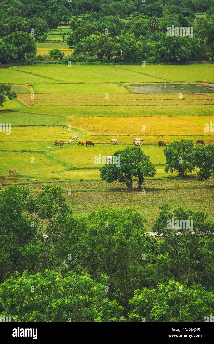 Aerial view of fresh green and yellow rice fields and palmyra trees in ...