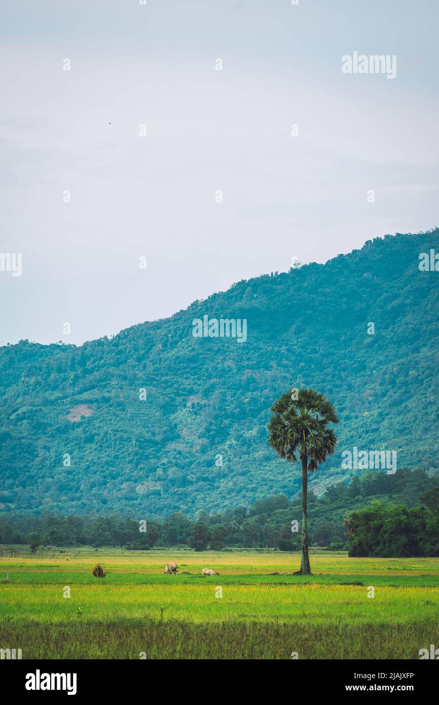Aerial view of fresh green and yellow rice fields and palmyra trees in ...