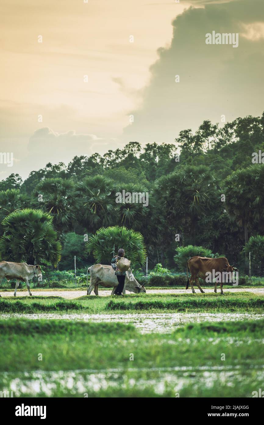 Aerial view of fresh green and yellow rice fields and palmyra trees in ...