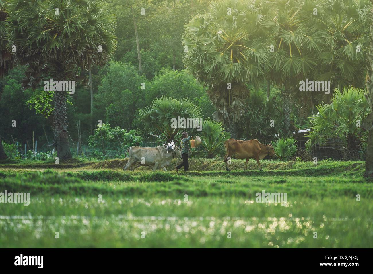 Aerial view of fresh green and yellow rice fields and palmyra trees in ...
