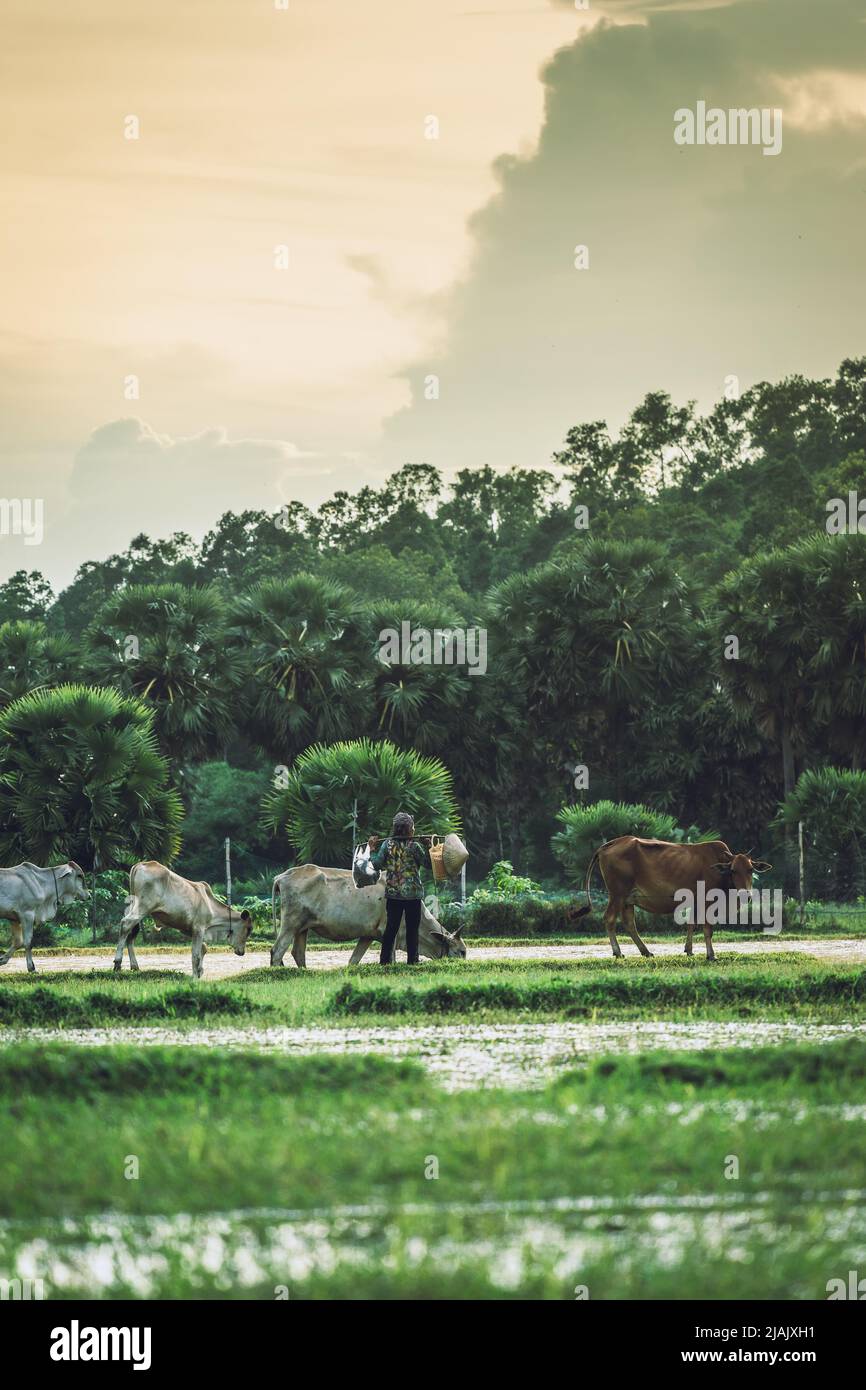 Aerial view of fresh green and yellow rice fields and palmyra trees in ...