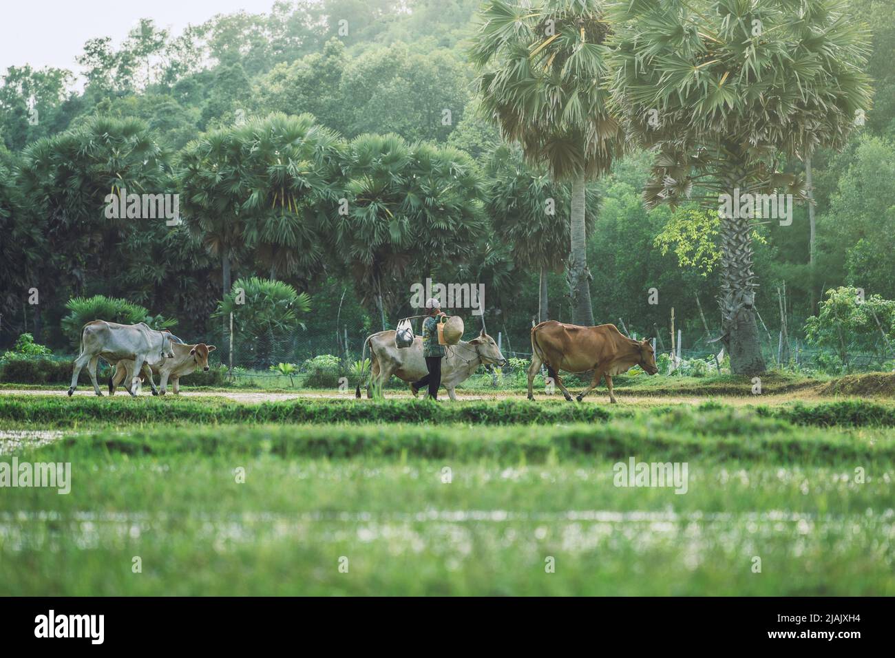Aerial view of fresh green and yellow rice fields and palmyra trees in ...