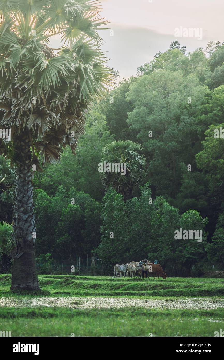 Aerial view of fresh green and yellow rice fields and palmyra trees in ...