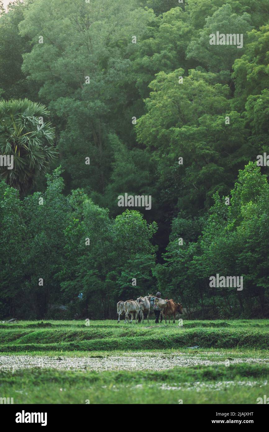 Aerial view of fresh green and yellow rice fields and palmyra trees in ...