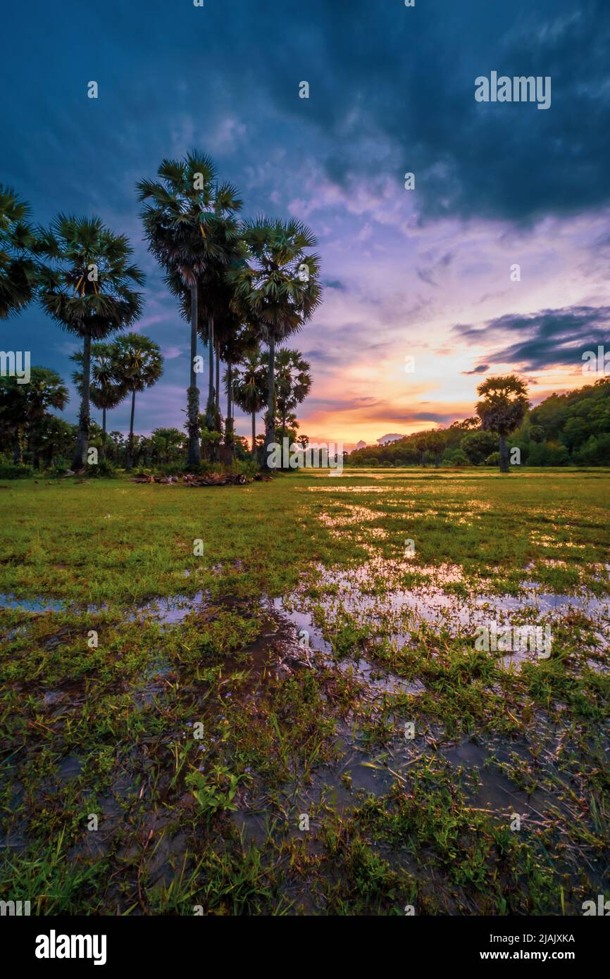 Aerial view of fresh green and yellow rice fields and palmyra trees in ...
