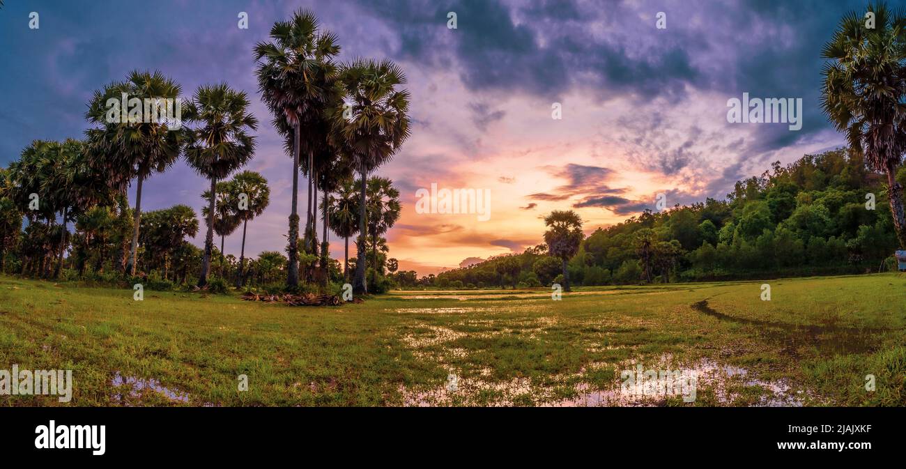 Aerial view of fresh green and yellow rice fields and palmyra trees in ...