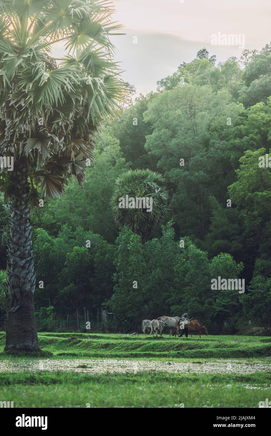Aerial view of fresh green and yellow rice fields and palmyra trees in ...
