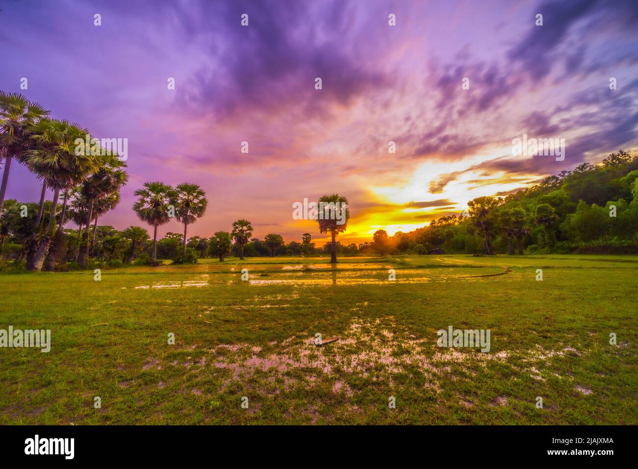 Aerial view of fresh green and yellow rice fields and palmyra trees in ...